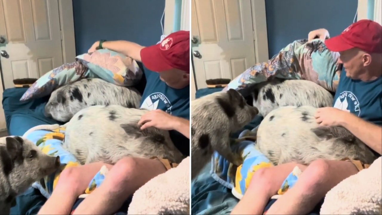 A Pair of Affectionate Parrots Engage in a Very Human Like Conversation ...