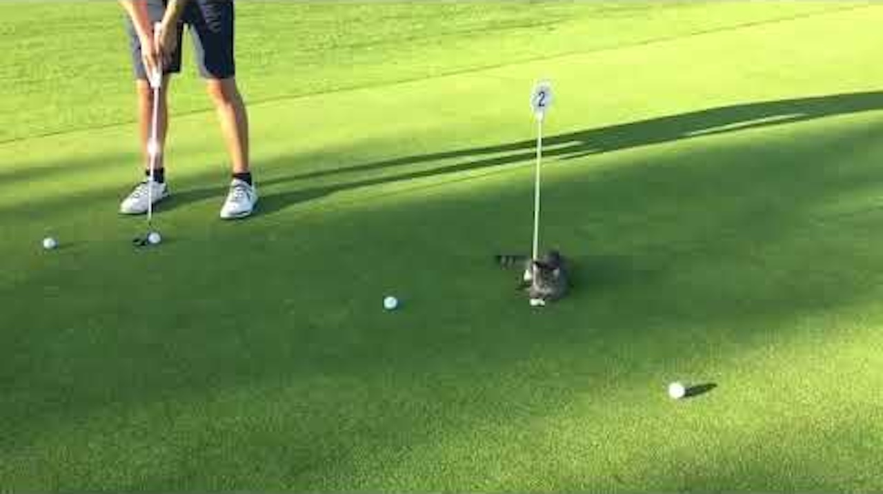 Playful Cat Repeatedly Blocks Putts on Golf Course