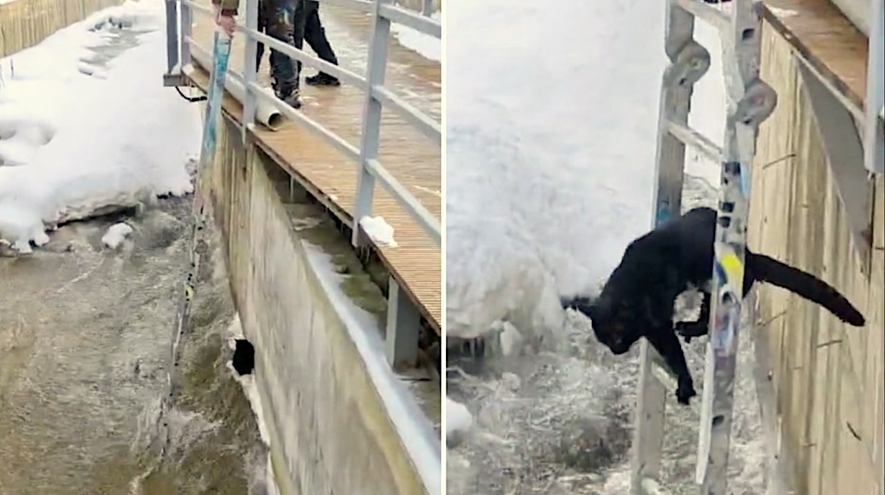 Men Use Ladder to Rescue Cat Stranded on Narrow Ledge of River Canal