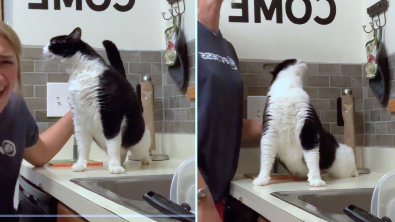 An Enormous Cat Meows in an Oddly Humanlike Sing-Songy Voice As If He ...