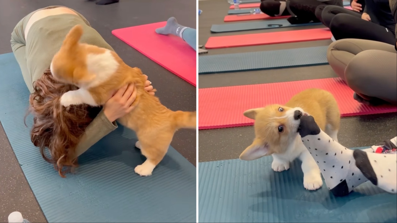 A Pack of Adorable Corgi Puppies Take Over Yoga Class