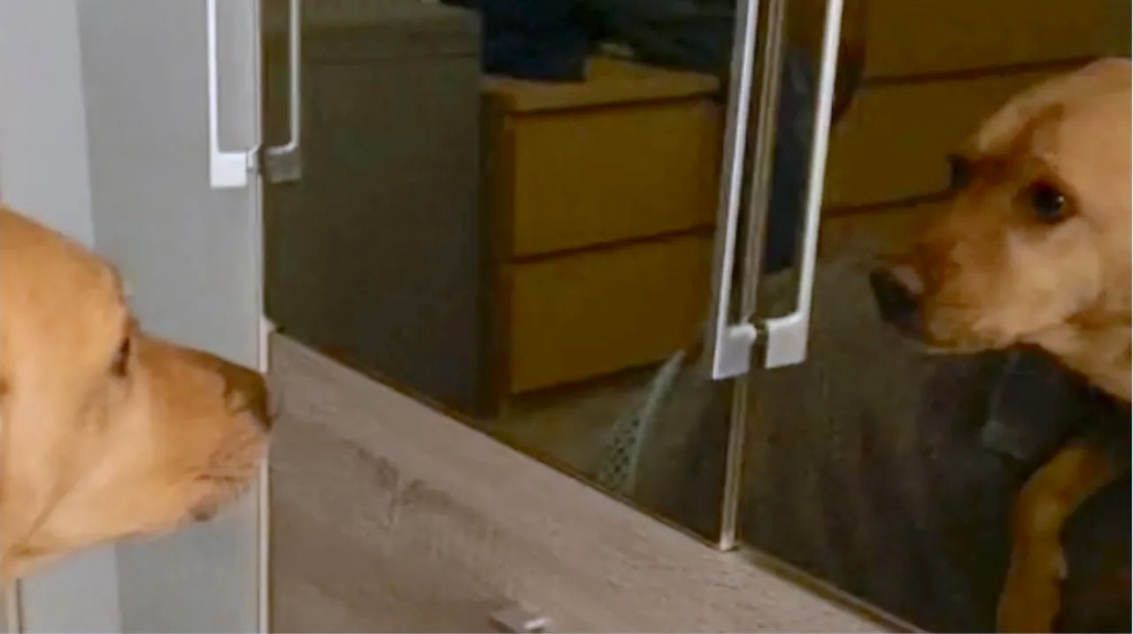 Sleepy Dog Growls at His Own Reflection After 30 Seconds of Staring ...