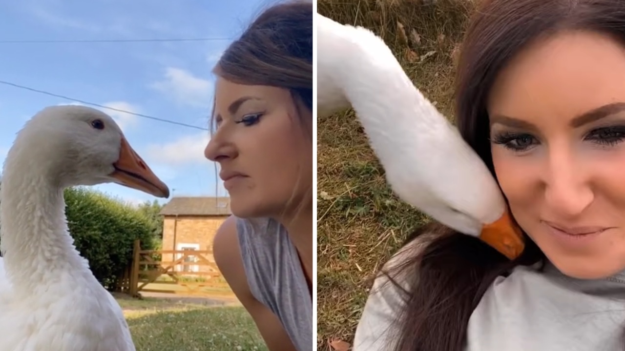 Protective Goose Thinks His Beloved Human Is His Wife