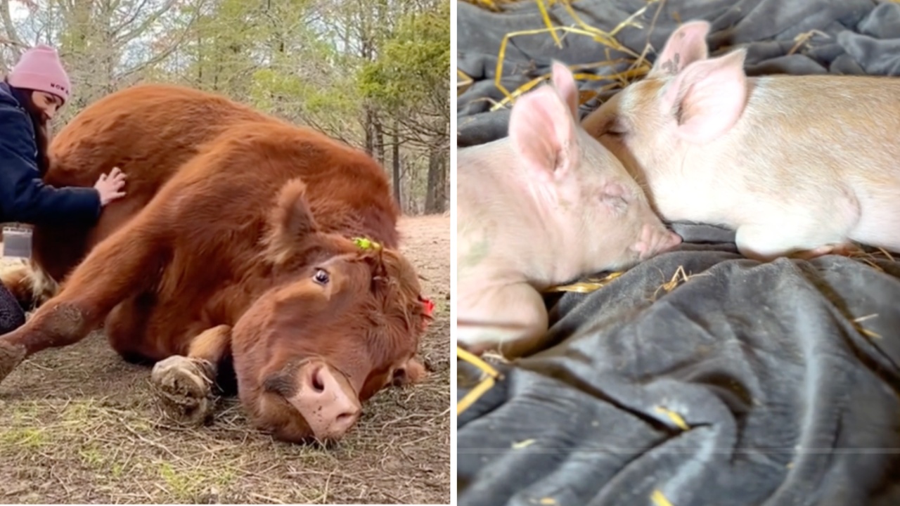 How to Tell When Cows and Pigs Are Truly Happy