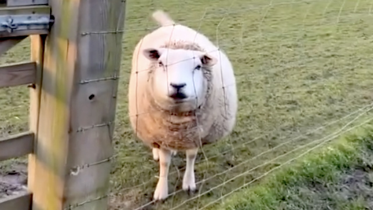 A Musicless Version of the Music Video for Pharrell Williams' Hit Song ...