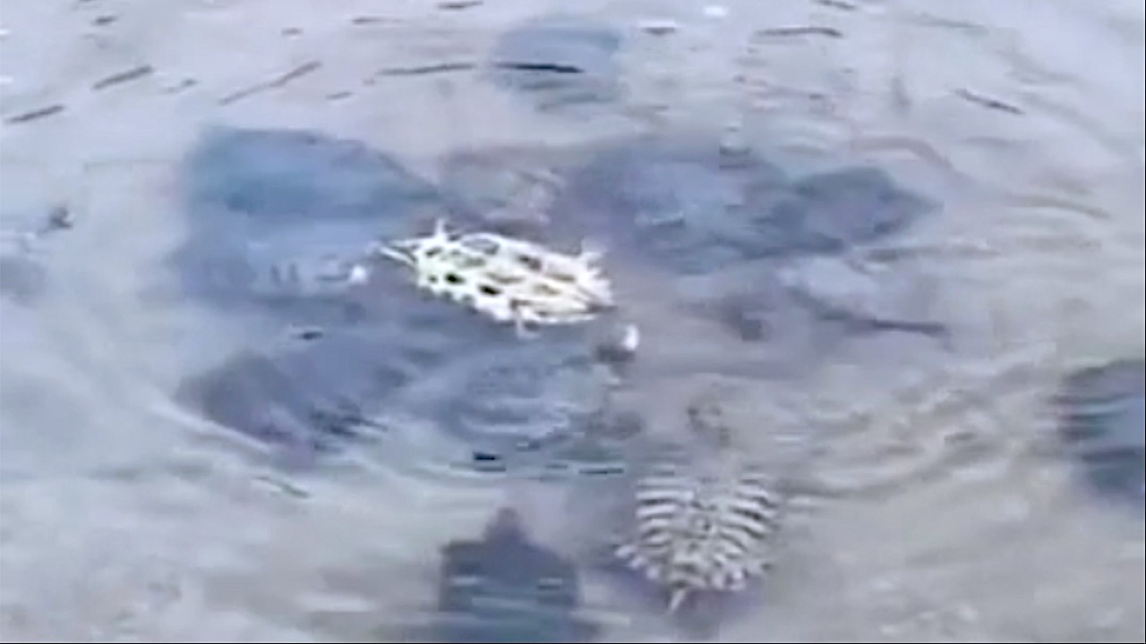 Wikipedia Article Titles That Can Be Sung to the 'Teenage Mutant Ninja ...