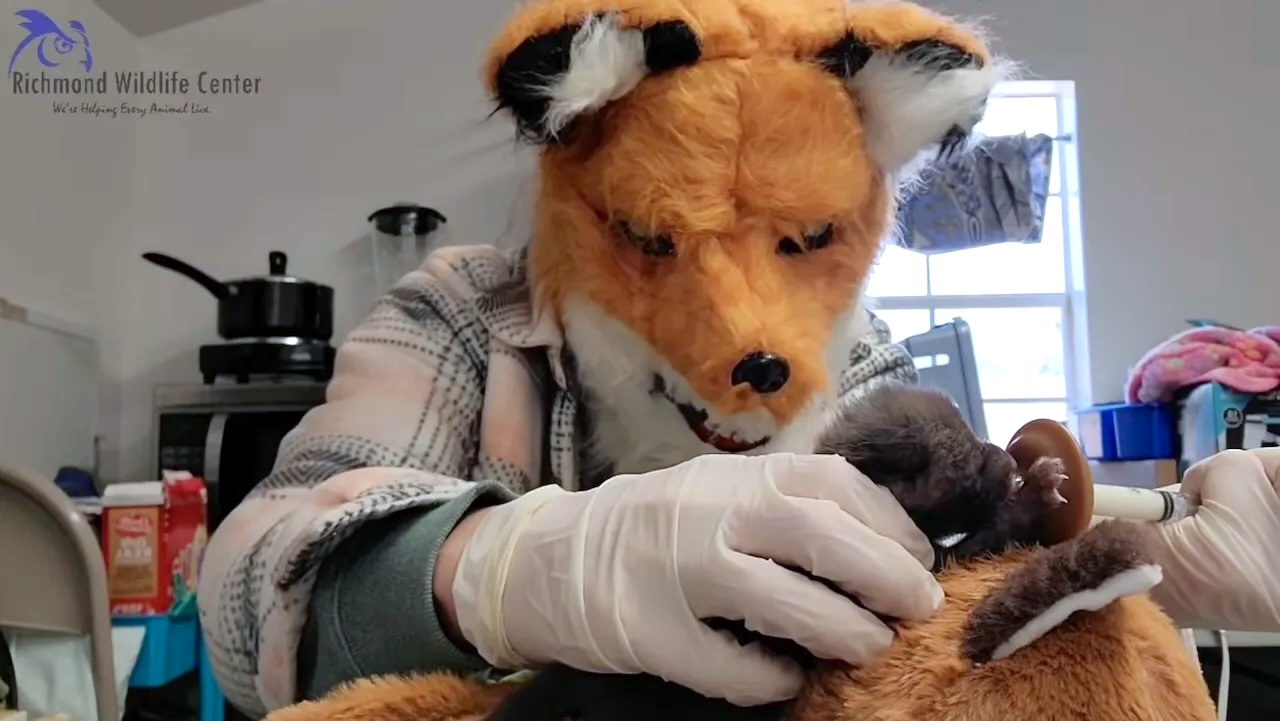 Wildlife Rescue Director Wears Red Fox Mask While Feeding Orphaned Baby Fox