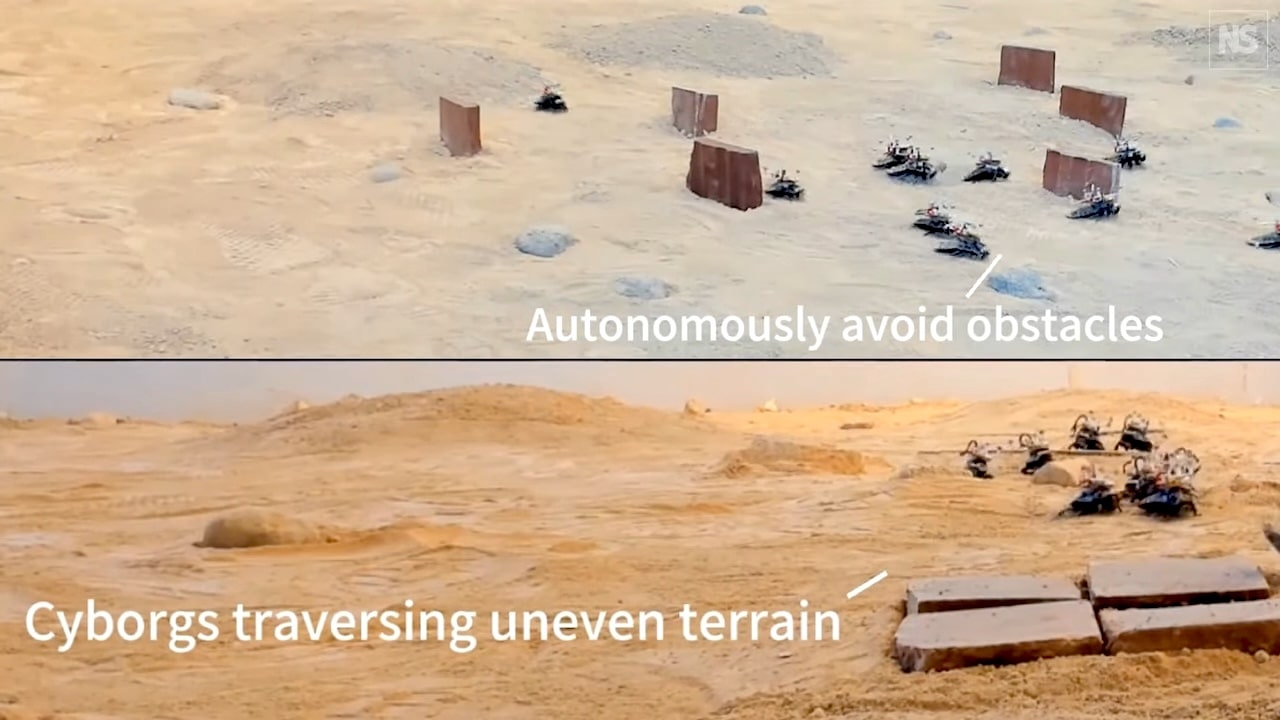 Cyborg Cockroaches With Micro-Computers On Their Backs Skillfully Avoid Obstacles