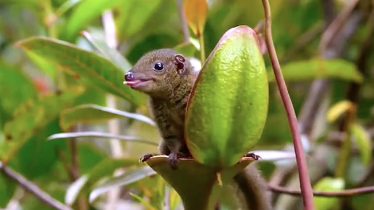 How the Carnivorous Pitcher Plant Acts As a Natural Toilet for the Tree ...