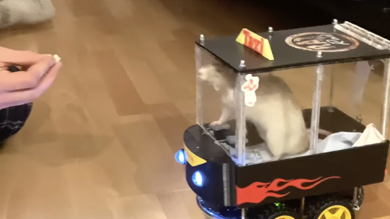 Rescued Rats Learn How to Drive Their Custom Cars