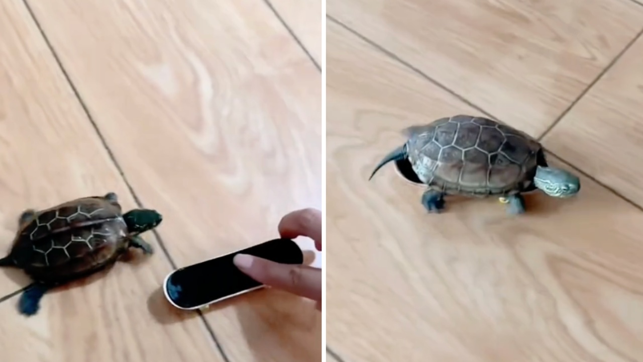 Tiny Turtle Wiggles His Rear End While Sitting Under Running Water in ...