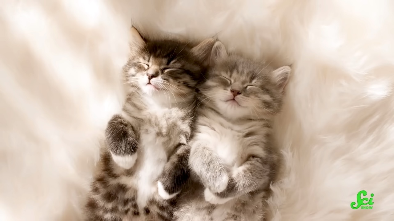 Musical Pets Perform Together As an Animal Orchestra