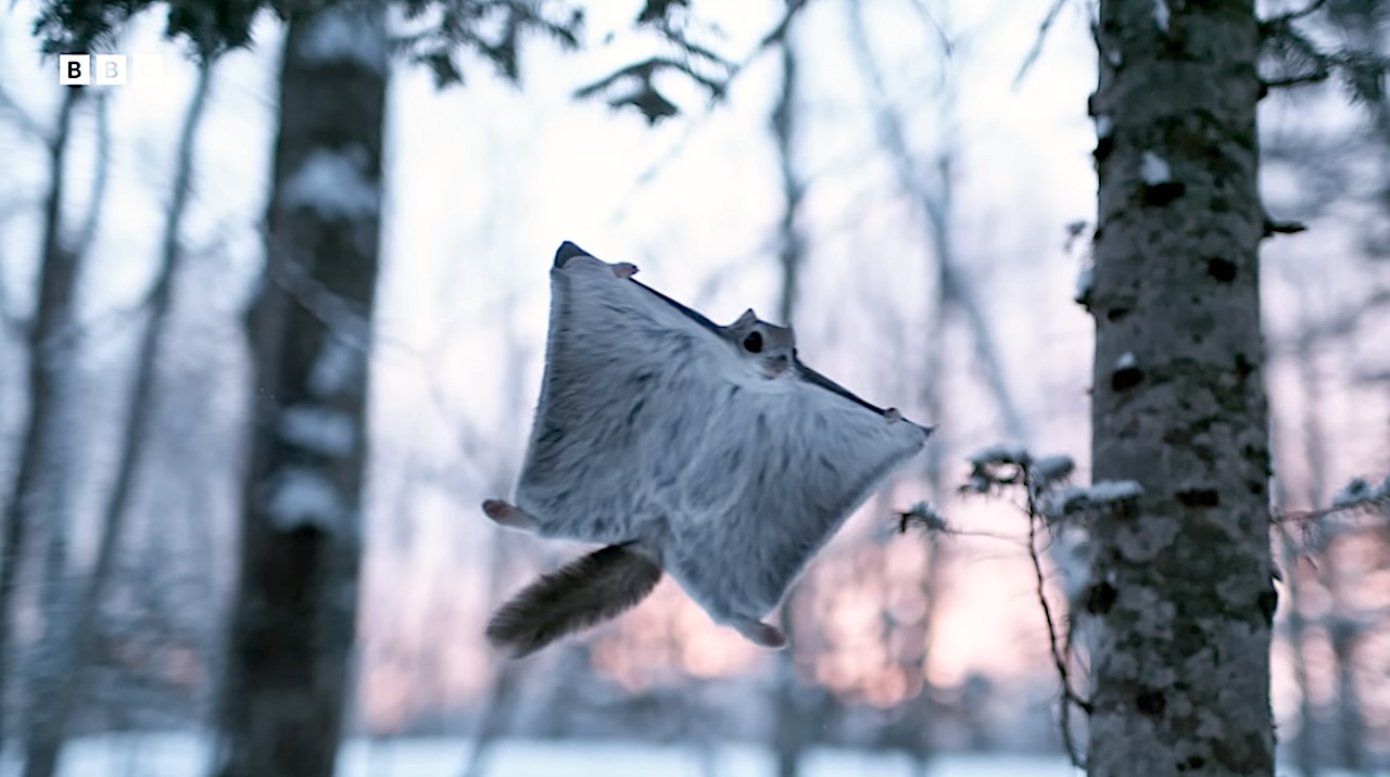 Winkelhimer Smith, A Disabled Squirrel Who Taught Herself to Paint