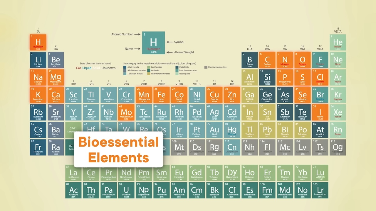 How Many Periodic Table Elements Are in Your Body?