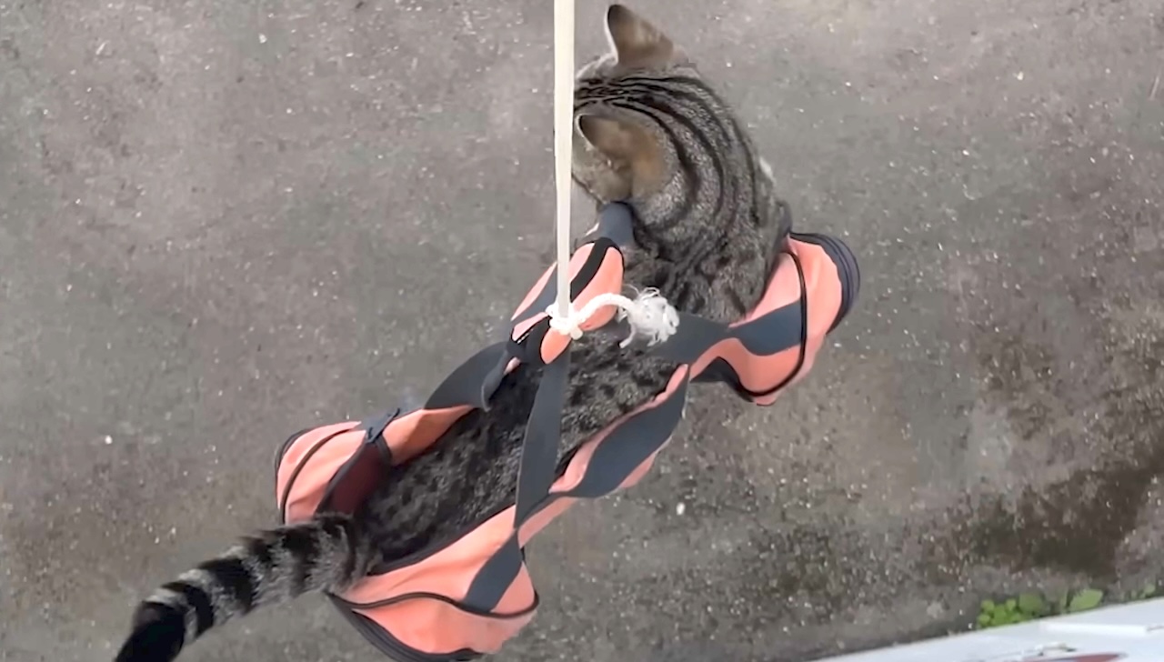 Man Operates Personal Elevator Made Out of a Pet Carrier for His Indoor ...