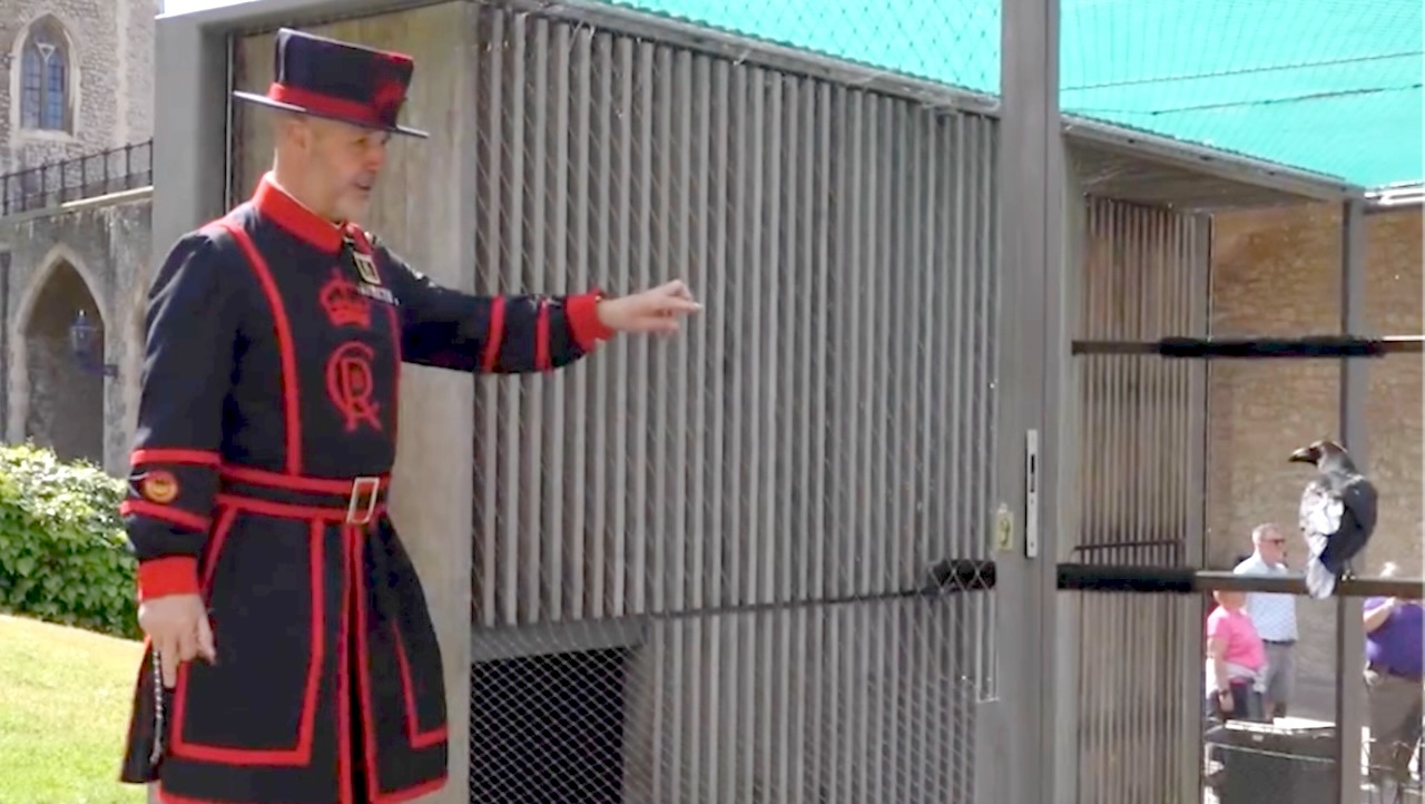 How the New Ravenmaster at the Tower of London Gets the Birds Ready For ...