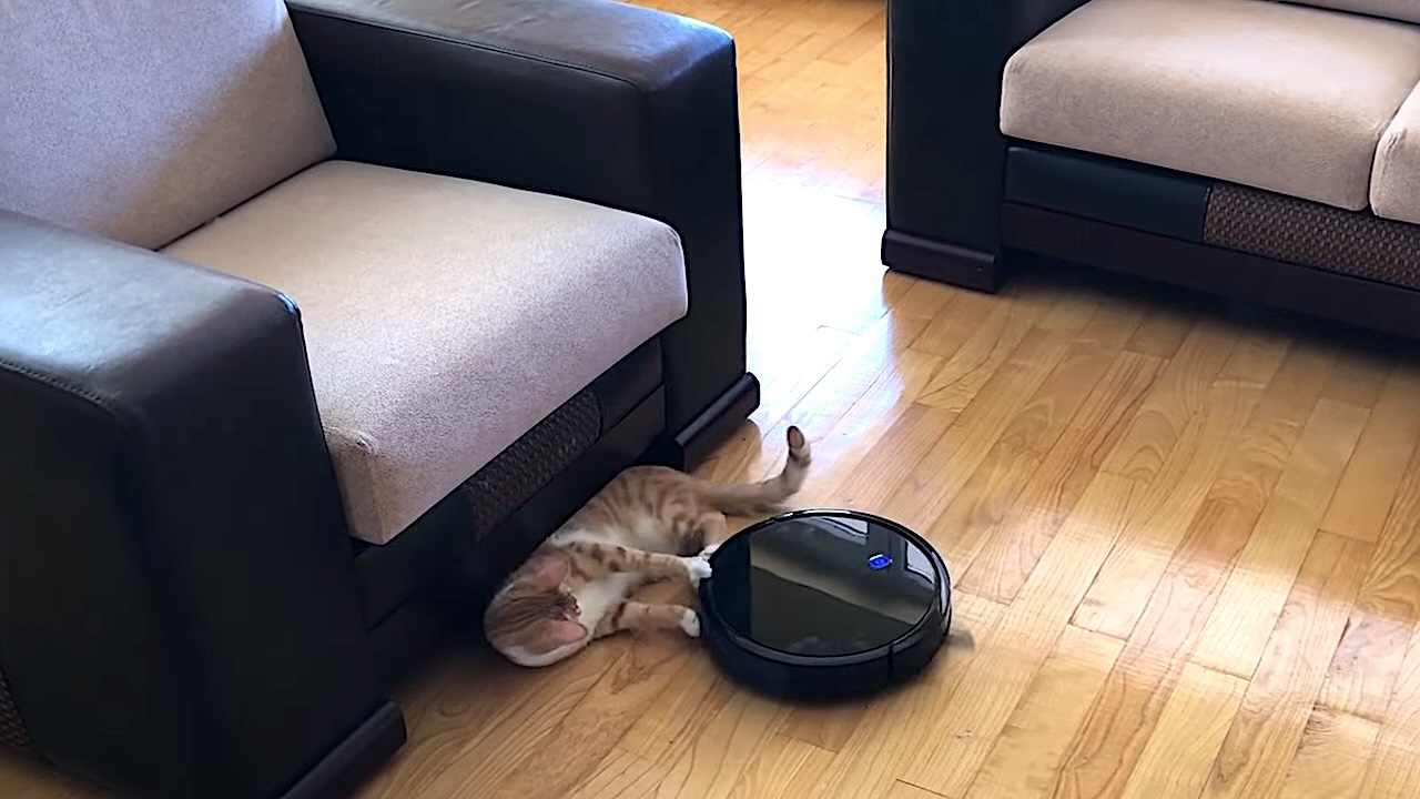 Eager Robot Vacuum Pushes Cat Under Armchair