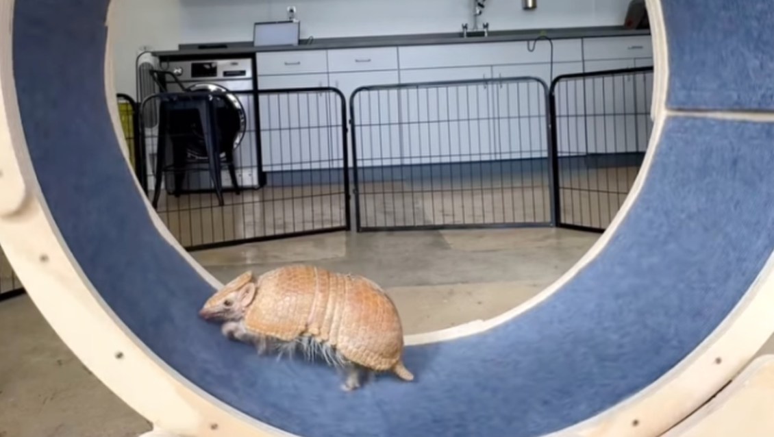 Laughing Squid