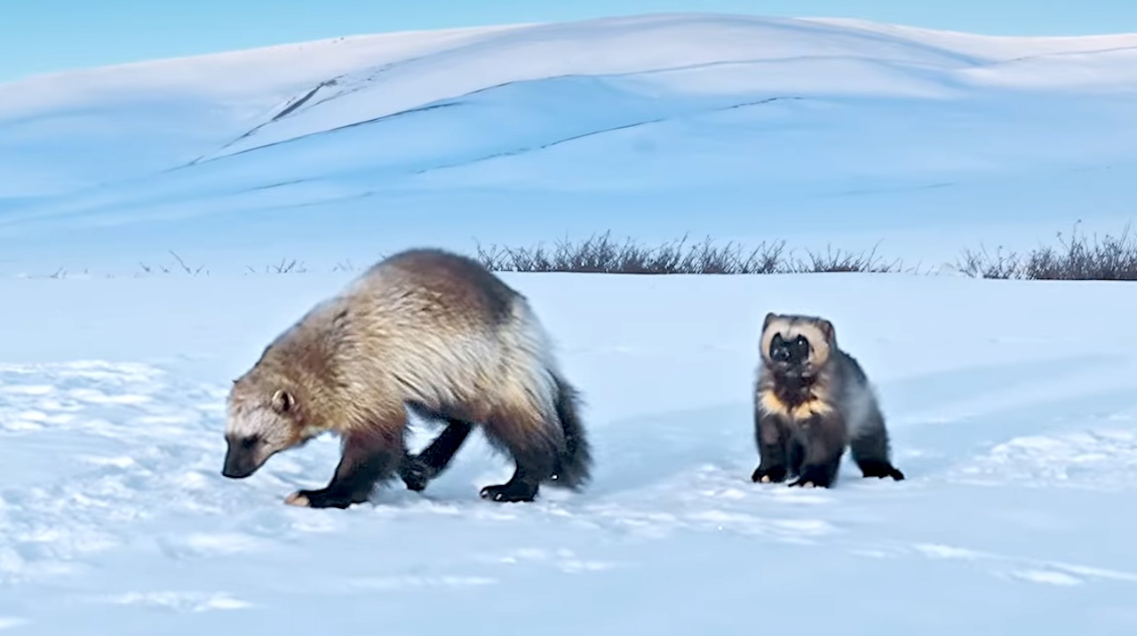 Rare Footage of a Baby Wolverine Taking His First Steps Outside His Den