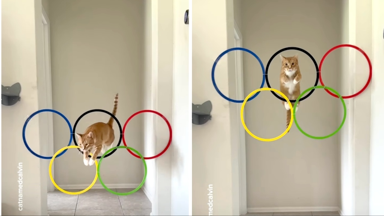 Cat Circles, The Amazing Phenomenon in Which a Cat Will Always Sit ...
