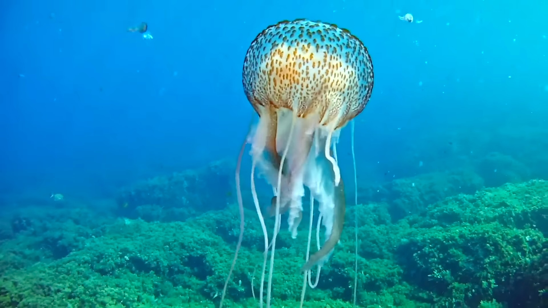 An Amusing Look at How Jellyfish Develop Their Poisonous Sting Used For ...