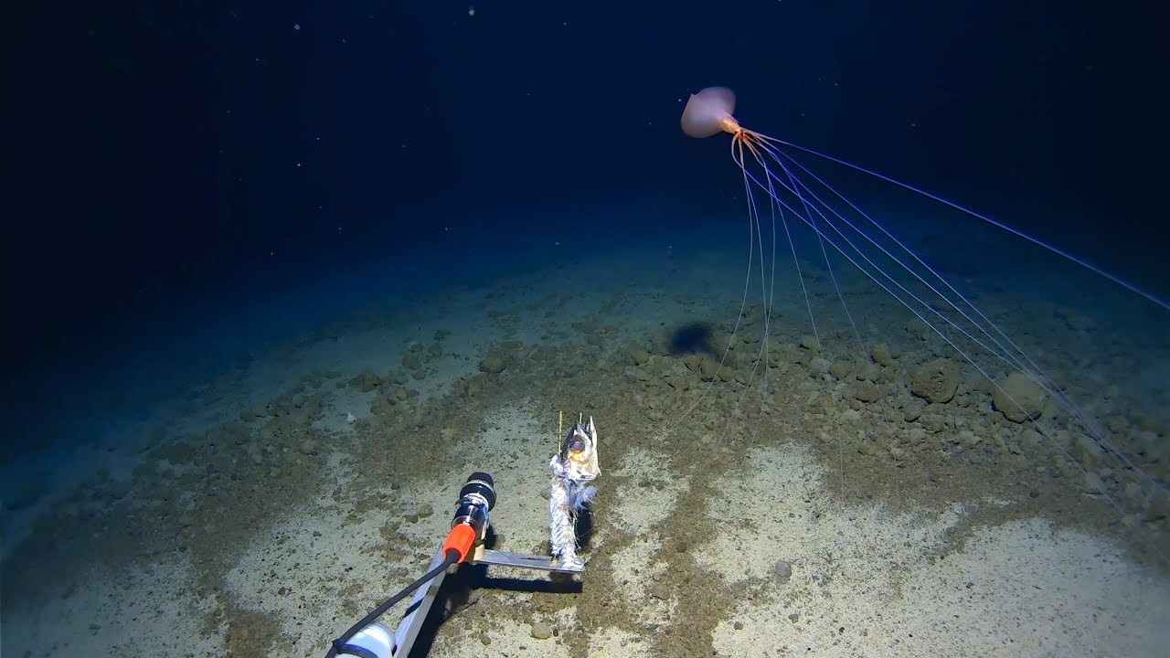 Laughing Squid