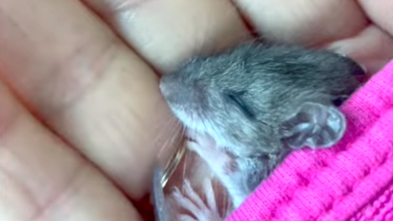 Two-Week Old Baby Bunny Splashes Around in Her First Bath to Rid Her of ...