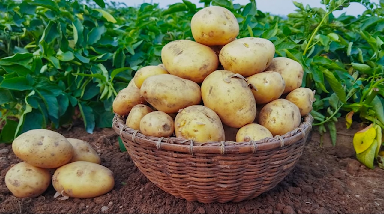 The Inspiring and Painful History of the Potato