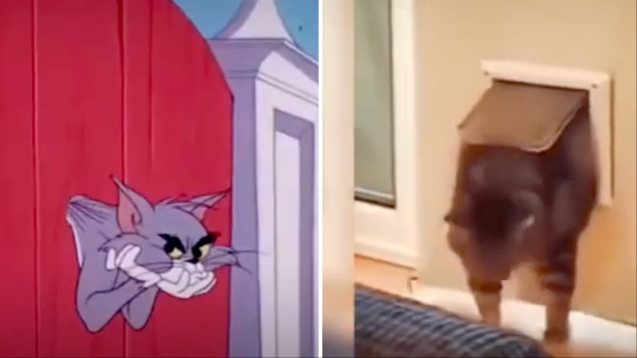 A Humorous Compilation Comparing Scenes From 'Tom and Jerry' to Real ...