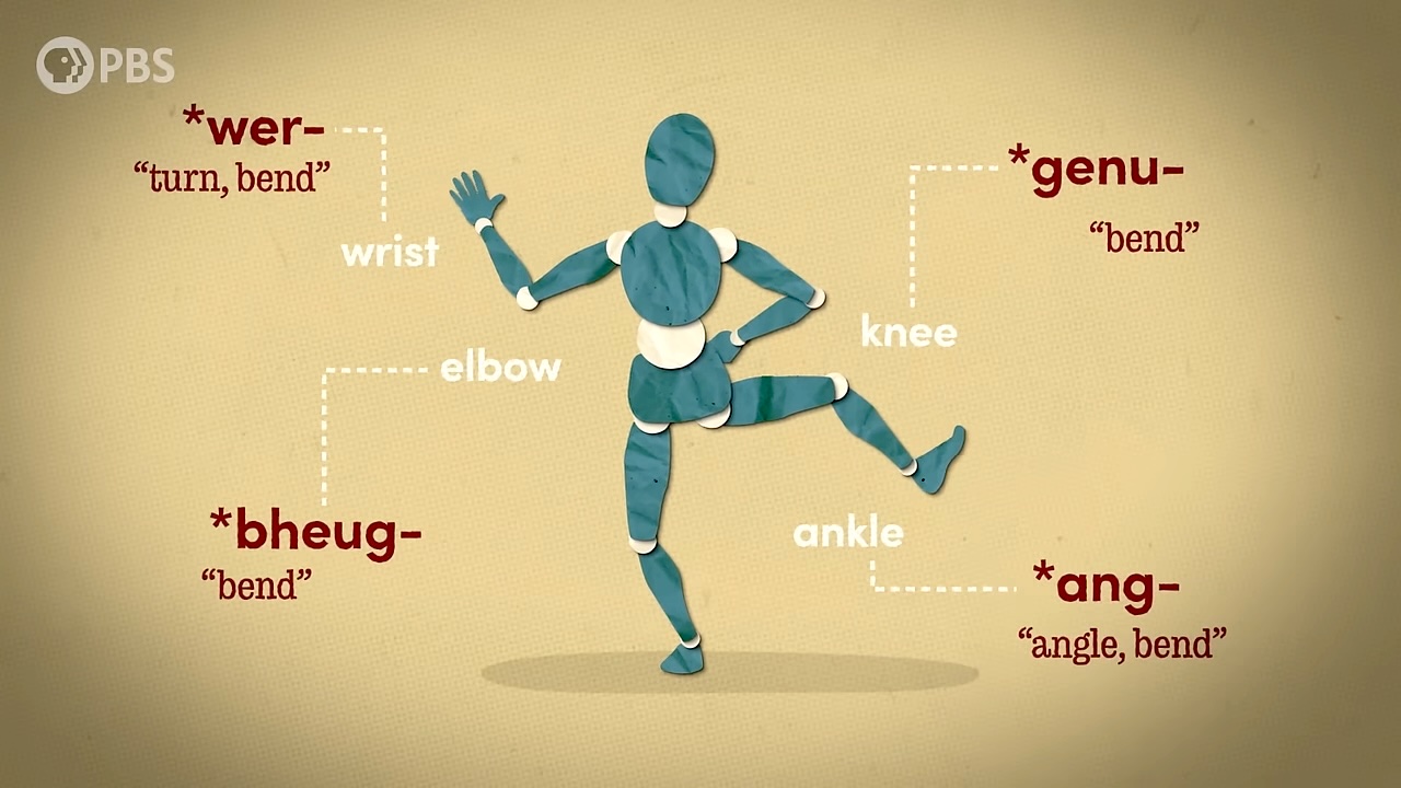 The Latin-Germanic Origins of Body Part Names