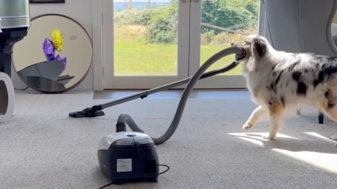 Dogs Show Off Impressive Barkour Skills Running Up Tree and Jumping to ...