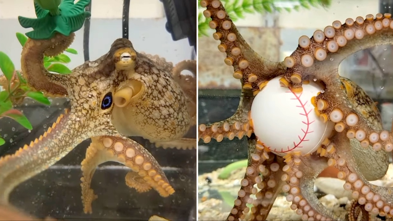 Octo-Labra, An Octopus Candelabra