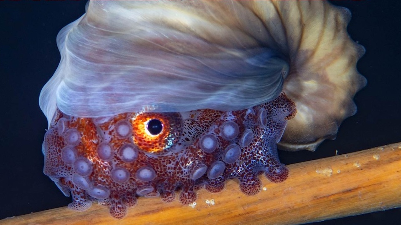 What Is The Plural of Octopus?