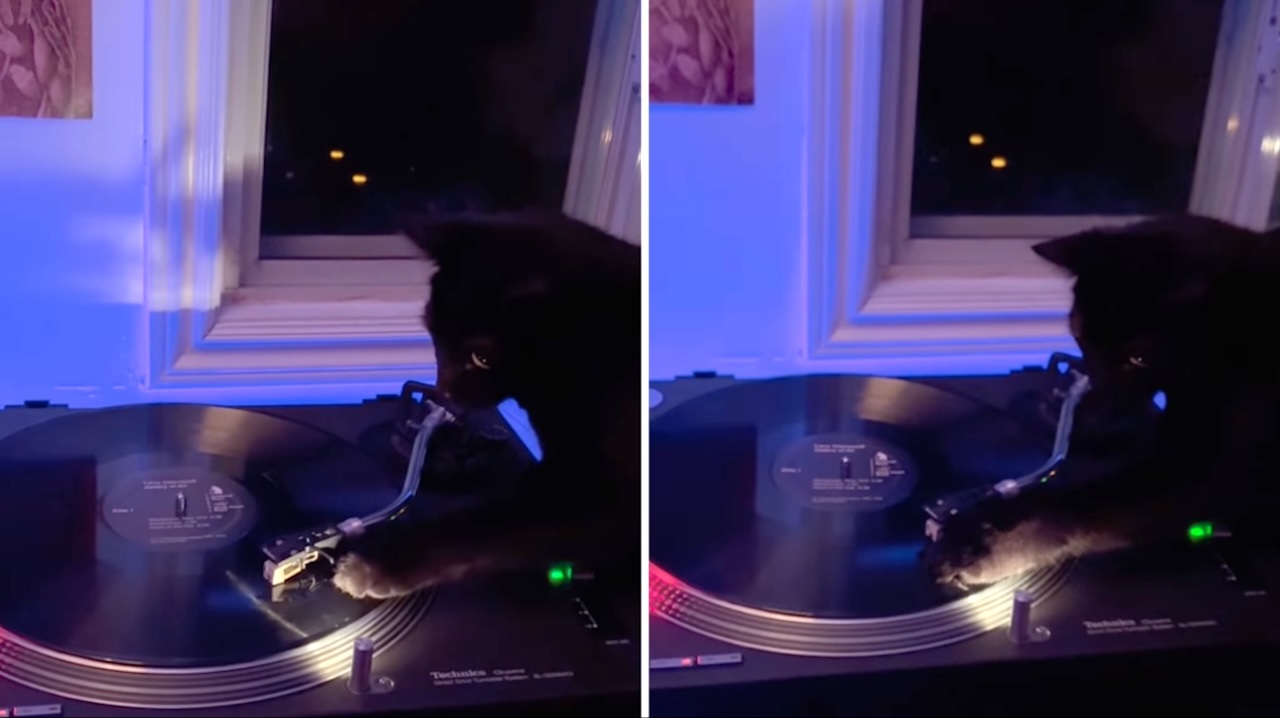 The Wonderfully Symbiotic Relationship Between Rescued Elder Vervet ...