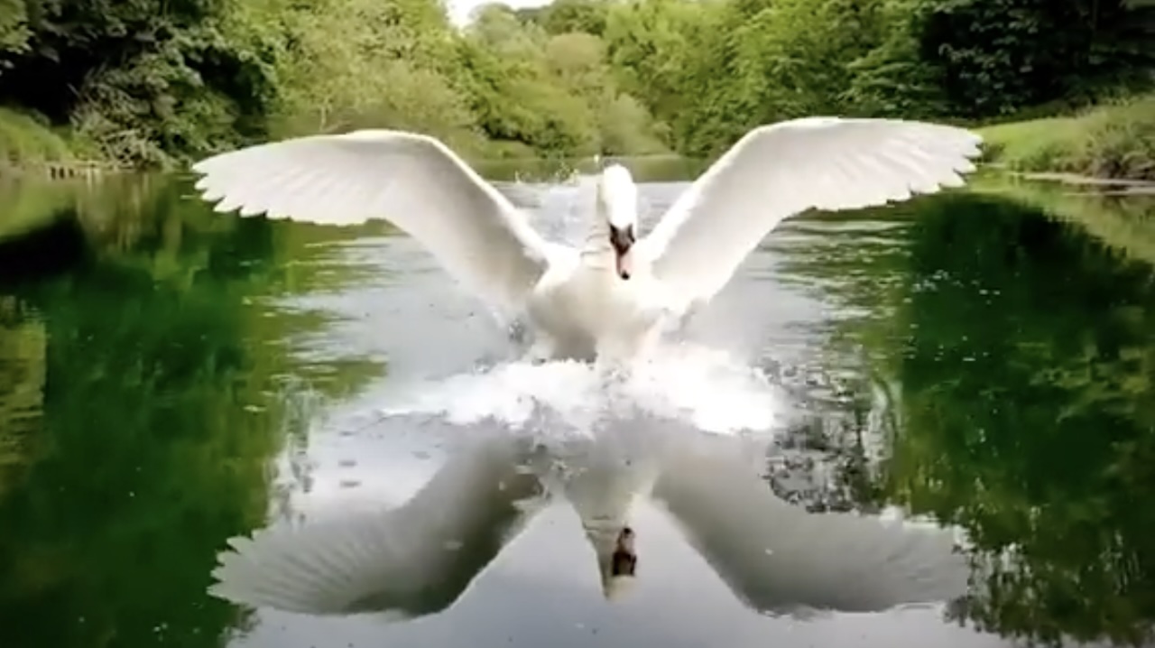 Bengal Cat Walks Confidently on a Leash While Meeting the Canine ...