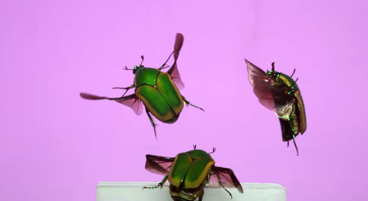 A Slow Motion Flight Comparison of 23 Different Insects