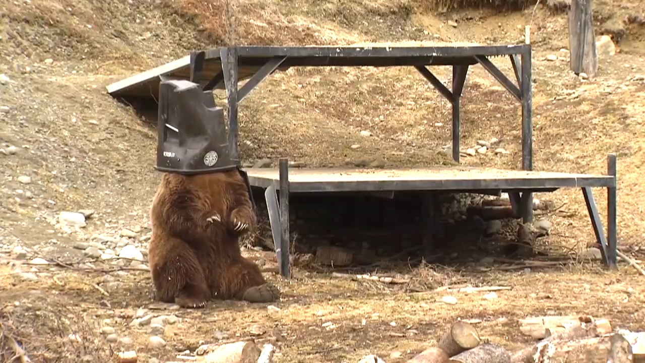 Determined Kodiak Brown Bears at The Alaska Zoo Test Out 'Bear ...