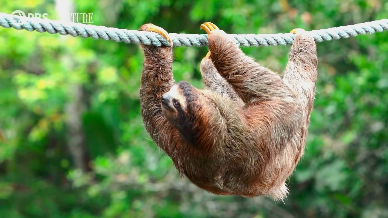 Caring Scientist Builds Life-Saving Rope Bridges Between Trees for ...
