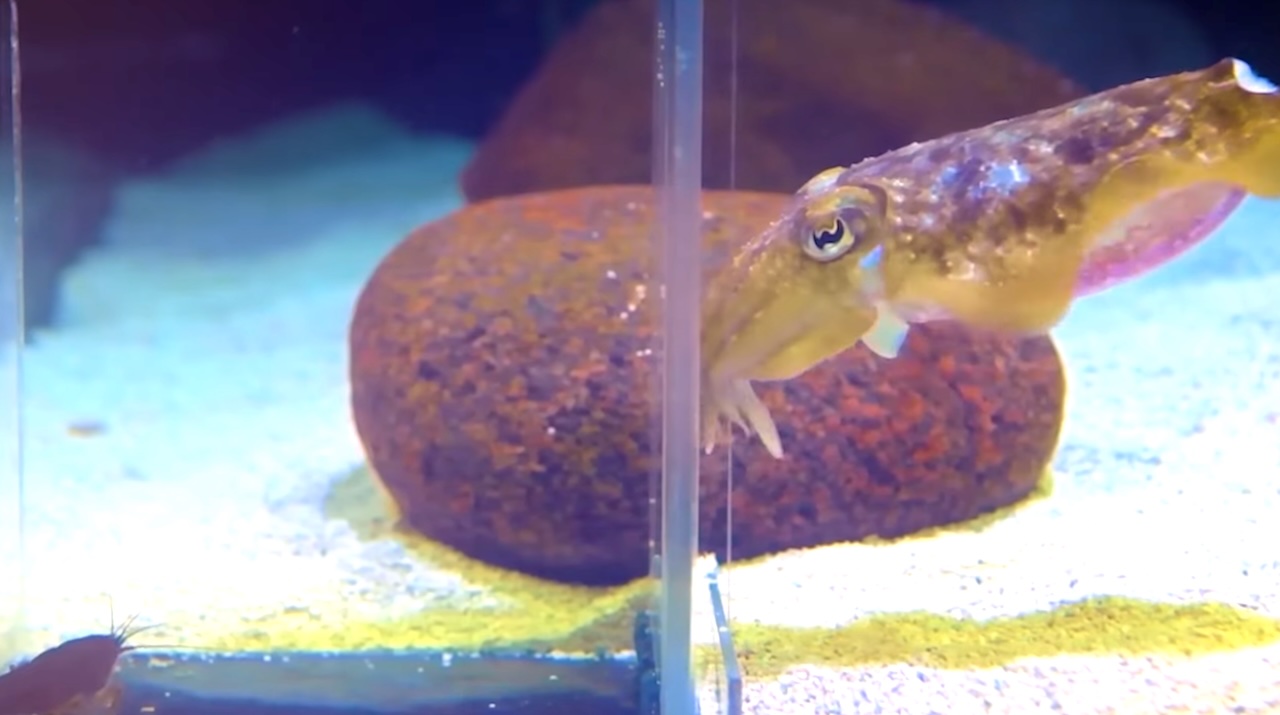 Laughing Squid