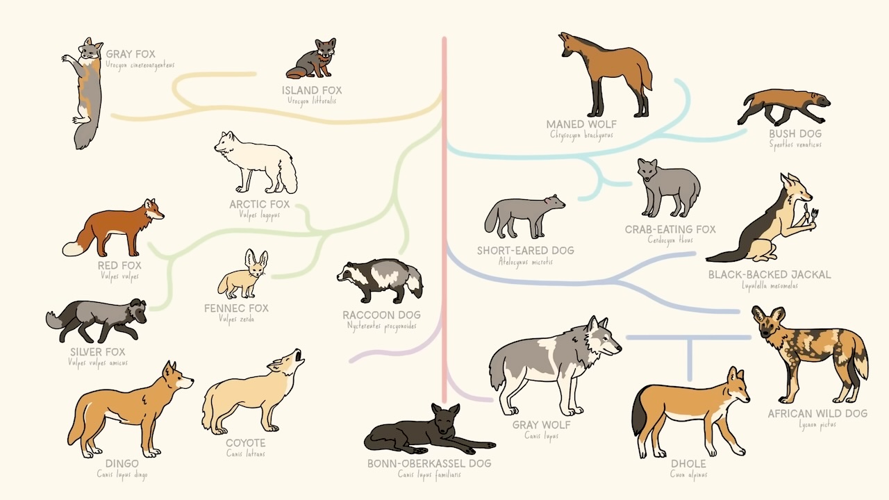 Man Builds a Catio Treehouse for His Cats