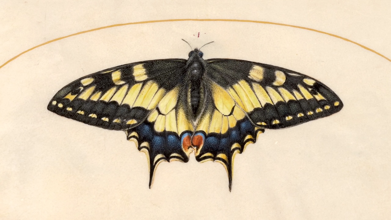How Flemish Renaissance Artist Joris Hoefnagel Painted Insects In Vivid ...