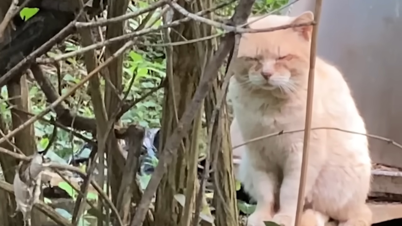 The Origins of Common Catchphrases