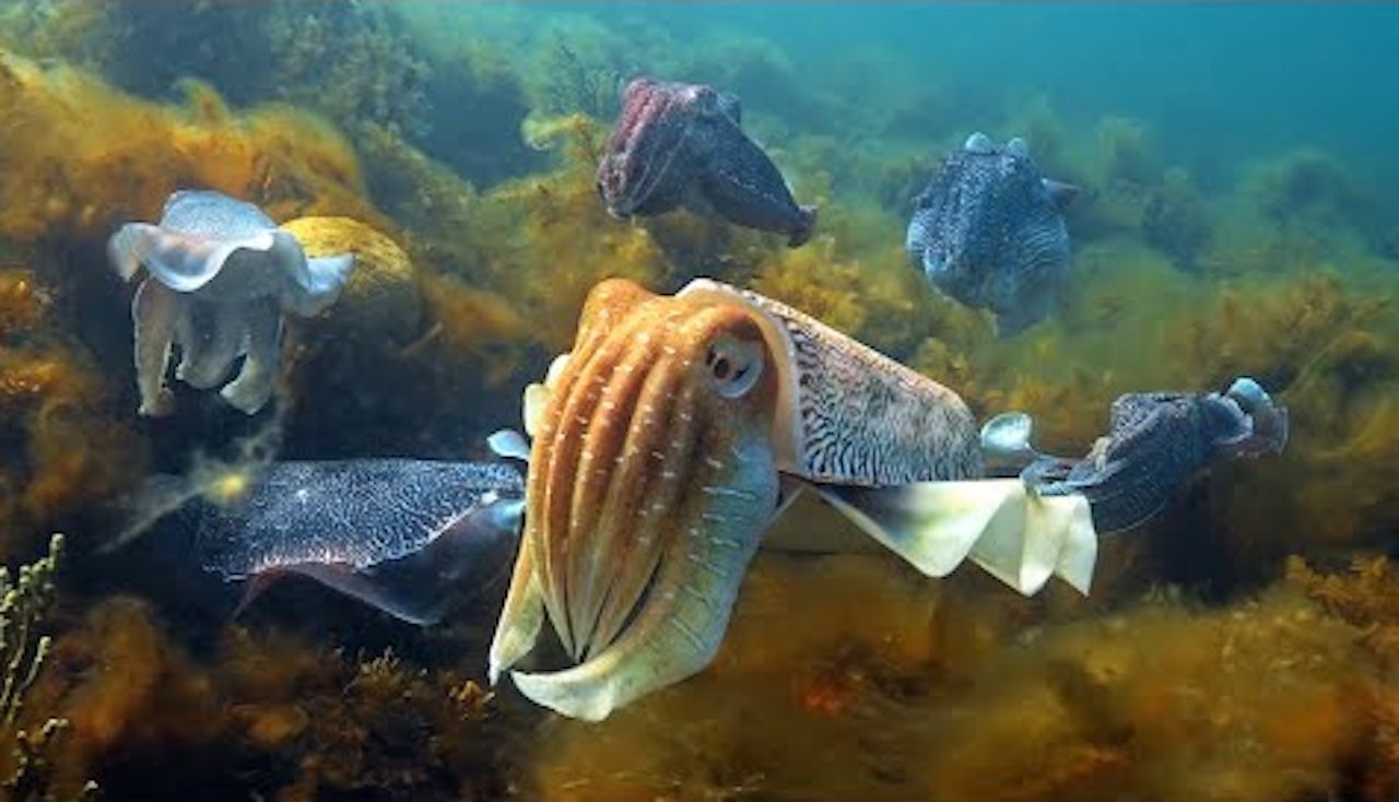 Laughing Squid