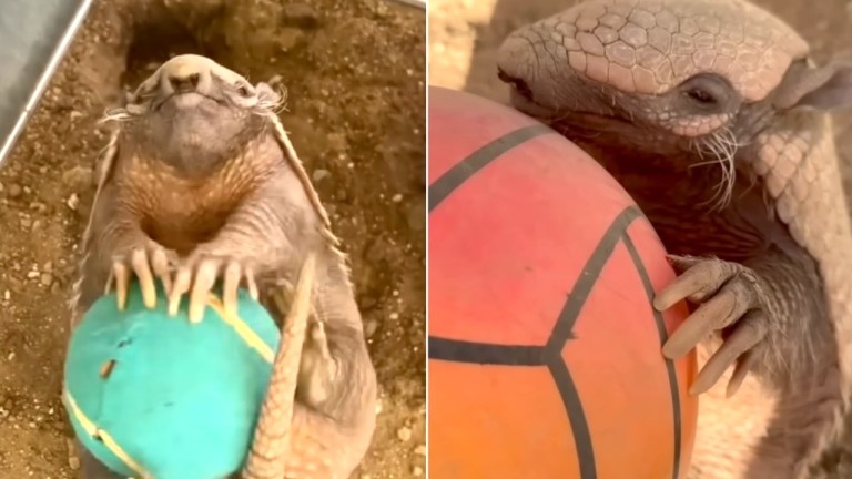 The Search for the Last Remaining KenTacoHut – The KFC, Taco Bell and Pizza Hut Triple Combo ...