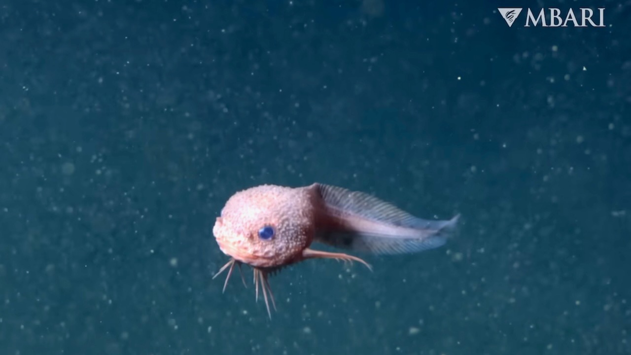 Amazing ROV Footage of a Newly Discovered Bumpy Snailfish in the ...