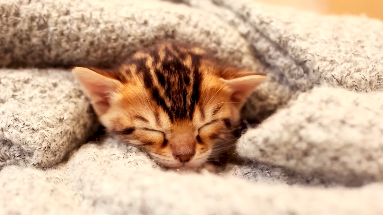 How Wild Cats Turned Into House Cats