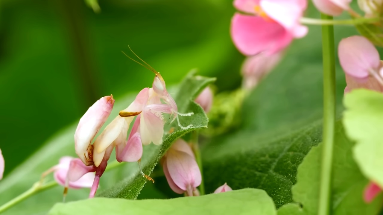 How the Praying Mantis Evolved to Hide in Plain Sight