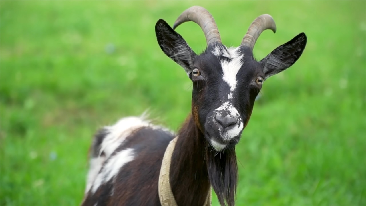 The Highly Prolific History of Goats