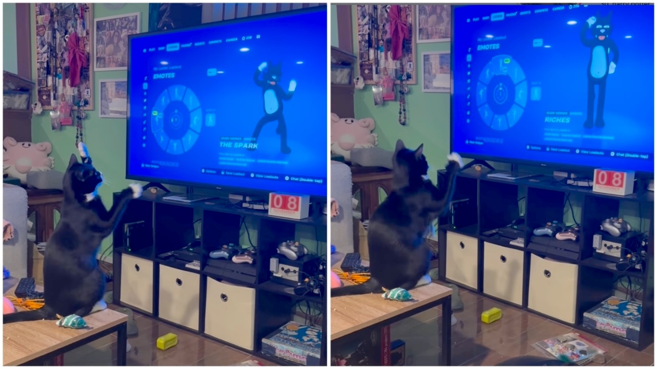 Tuxedo Cat Adorably Dances With a Matching Animated 'Fortnite' Cat Emote
