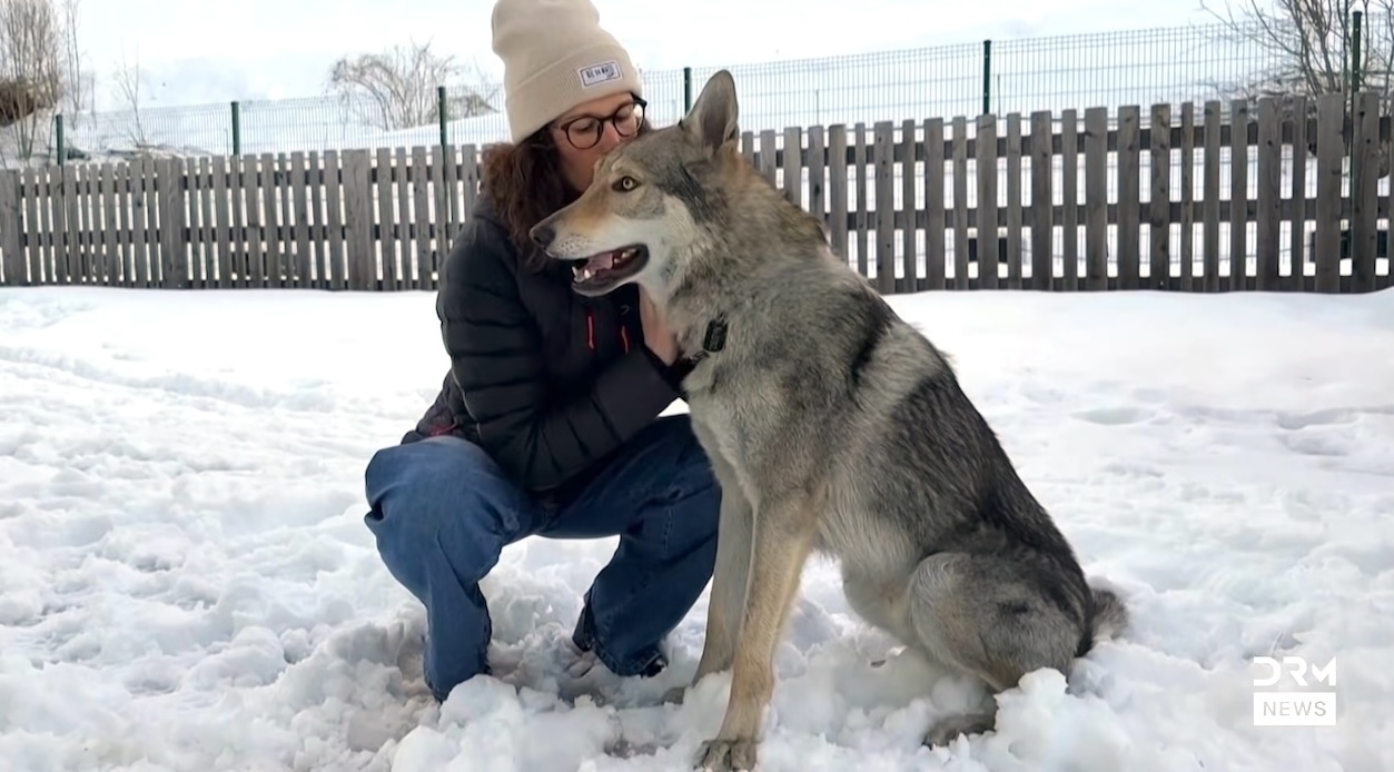 How a Dog Mistaken for a Wolf Ended Up Running With Cross-Country ...